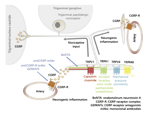 Capsaicin: Plants of the Genus Capsicum and Positive Effect of Oriental ...