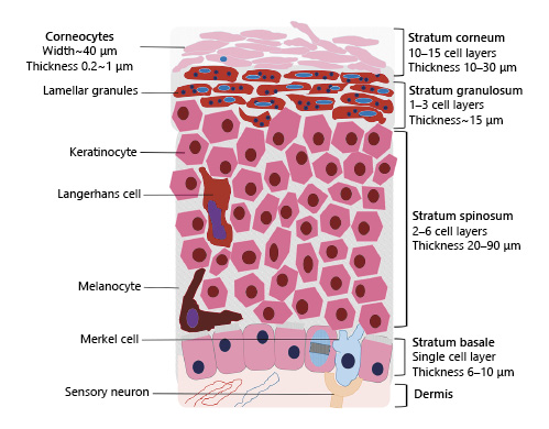 Corneocytes: Relationship between Structural and Biomechanical ...