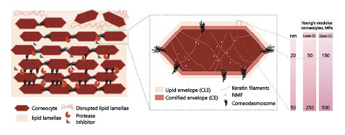 Corneocytes: Relationship between Structural and Biomechanical ...