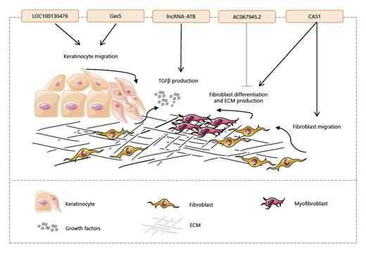 The Emerging Therapeutic Targets for Scar Management: Genetic and ...