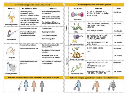 The Emerging Therapeutic Targets for Scar Management: Genetic and ...