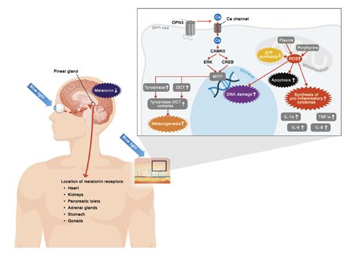 Direct and Indirect Effects of Blue Light Exposure on Skin: A Review of ...