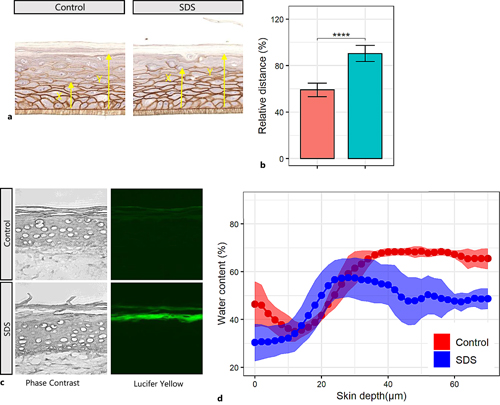 Development of an in vitro Functional Assay to Evaluate the Occlusive ...