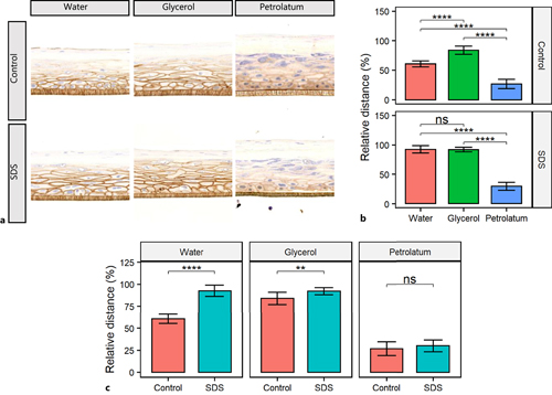 Development of an in vitro Functional Assay to Evaluate the Occlusive ...
