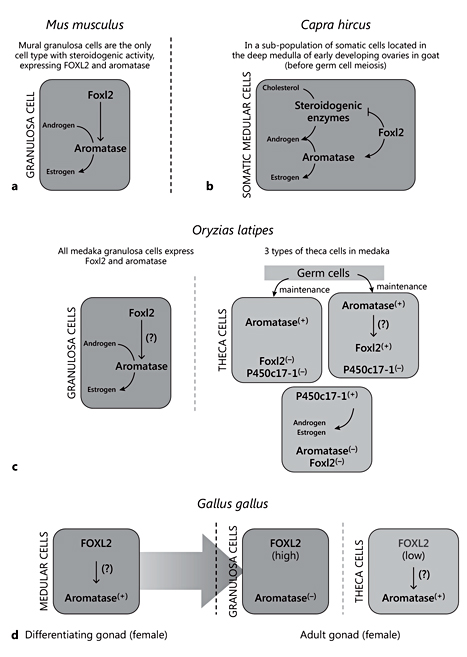 Foxl2 and Its Relatives Are Evolutionary Conserved Players in Gonadal ...