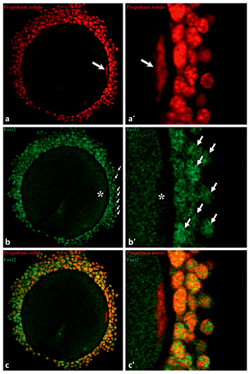 Foxl2 and Its Relatives Are Evolutionary Conserved Players in Gonadal ...