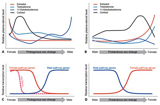 Bending Genders: The Biology of Natural Sex Change in Fish | Sexual ...