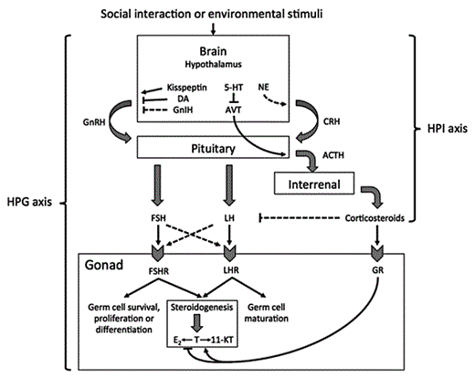 Bending Genders: The Biology of Natural Sex Change in Fish | Sexual ...