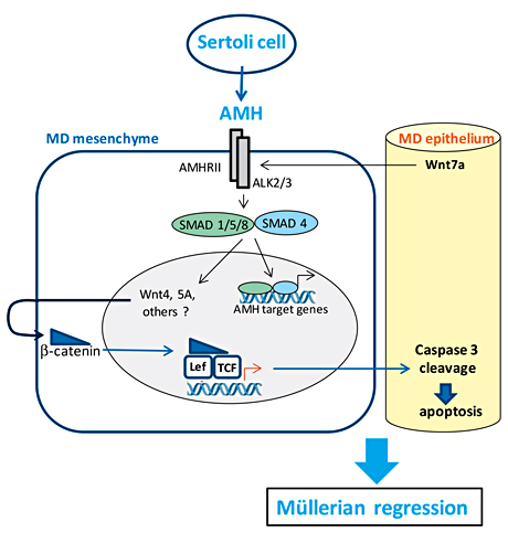 The Persistent Müllerian Duct Syndrome: An Update Based Upon a Personal ...