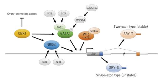 Transcriptional Regulation of the Y-Linked Mammalian Testis-Determining ...