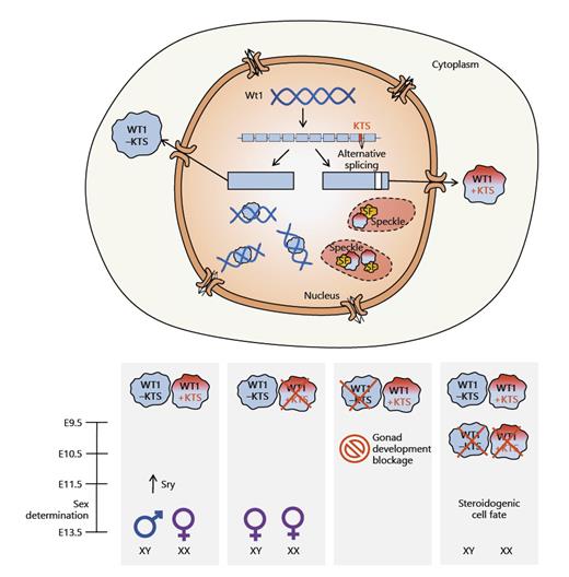 Role of Alternative Splicing in Sex Determination in Vertebrates ...