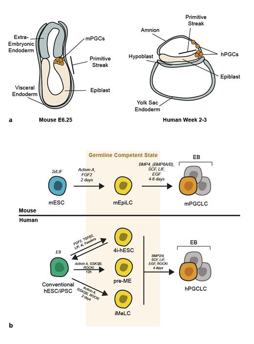 Epigenetic Regulation during Primordial Germ Cell Development and ...
