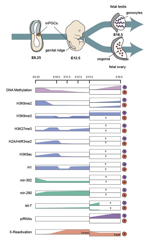 Epigenetic Regulation during Primordial Germ Cell Development and ...