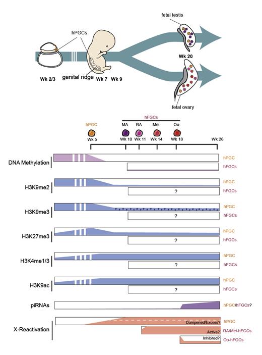 Epigenetic Regulation during Primordial Germ Cell Development and ...
