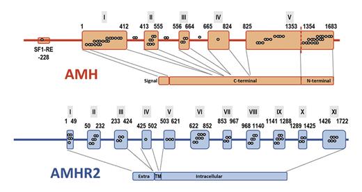AMH and AMHR2 Involvement in Congenital Disorders of Sex Development ...