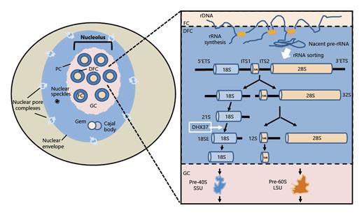 DHX37 and 46,XY DSD: A New Ribosomopathy? | Sexual Development | Karger ...