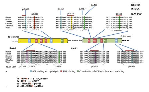 DHX37 and 46,XY DSD: A New Ribosomopathy? | Sexual Development | Karger ...