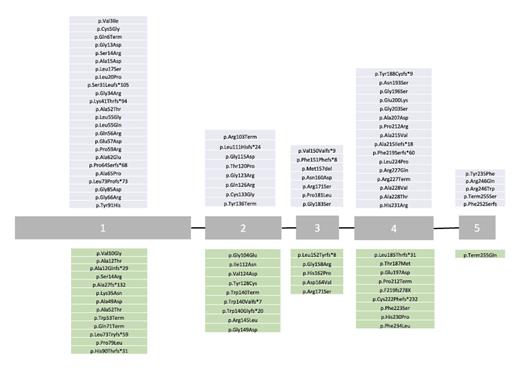 The Molecular Basis of 5α-Reductase Type 2 Deficiency | Sexual ...