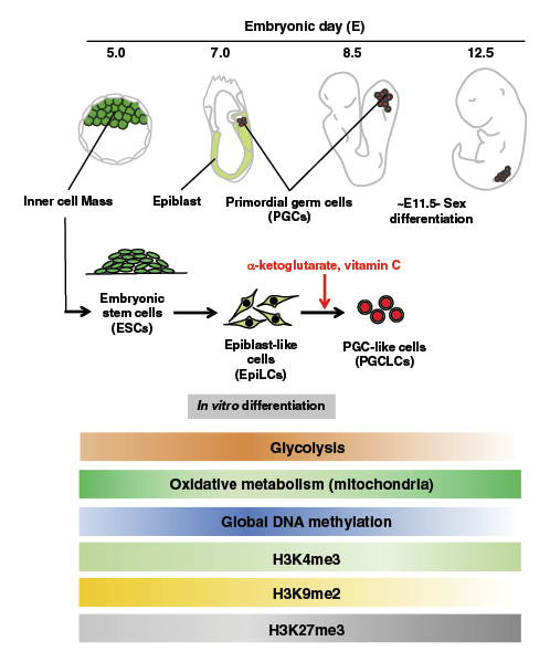 Metabolic Control of Germline Formation and Differentiation in Mammals ...