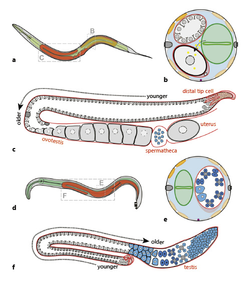 Sex Determination in Nematode Germ Cells | Sexual Development | Karger ...