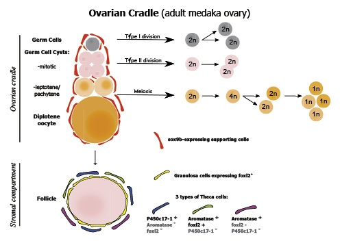 Development of Ovaries and Sex Change in Fish: Bringing Potential into ...