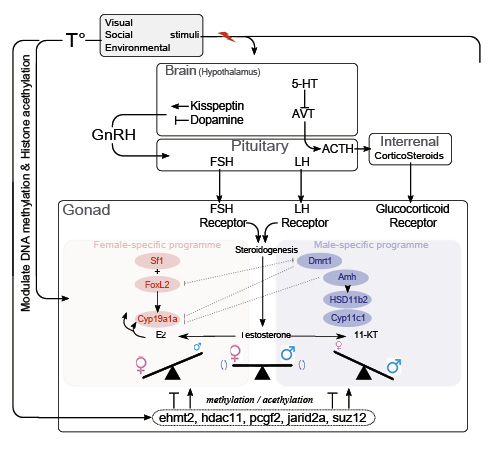 Development of Ovaries and Sex Change in Fish: Bringing Potential into ...