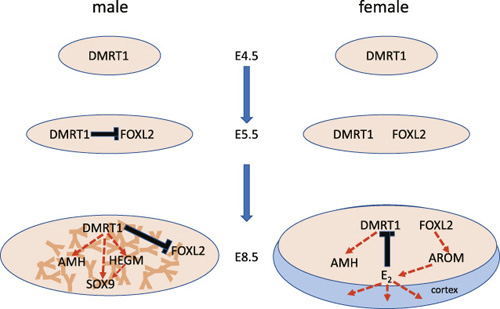 Avian Sex Determination: A Chicken and Egg Conundrum | Sexual ...