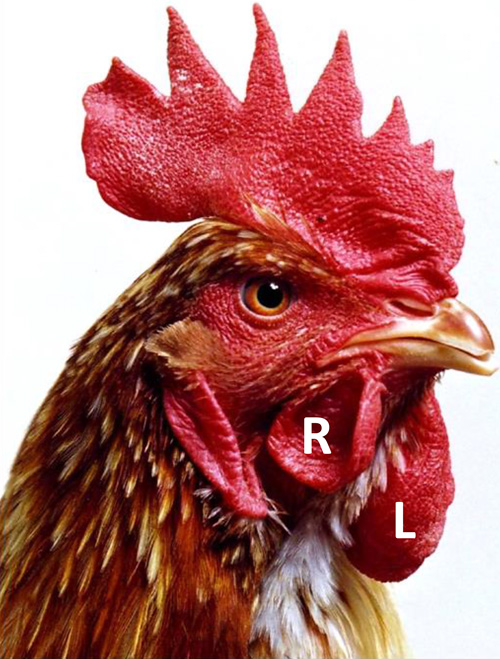 Avian Sex Determination: A Chicken and Egg Conundrum | Sexual ...