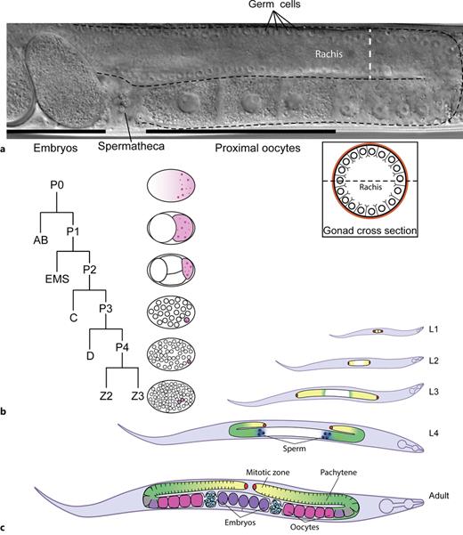 Oogenesis in Caenorhabditis elegans | Sexual Development | Karger ...