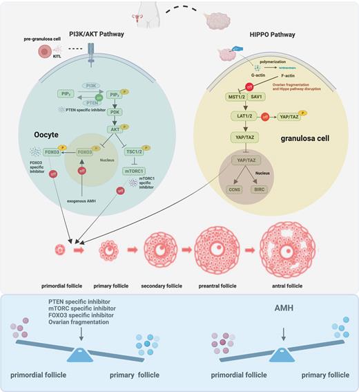 The Aging Ovary and the Tales Learned Since Fetal Development | Sexual ...