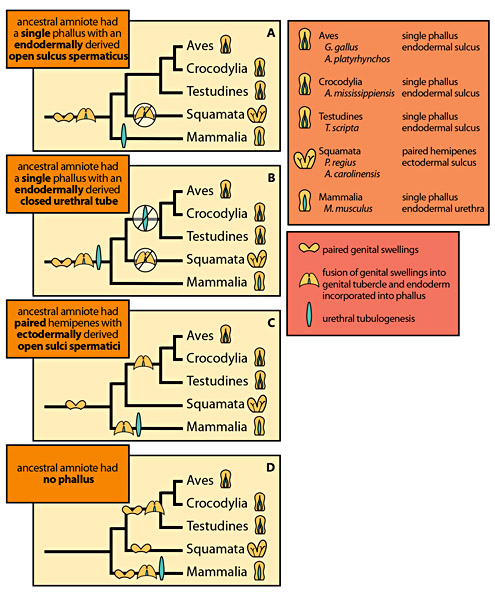 Evolution of External Genitalia: Insights from Reptilian Development ...