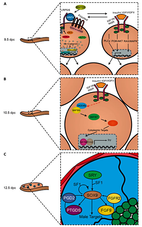 Signaling Pathways Involved In Mammalian Sex Determination And Gonad