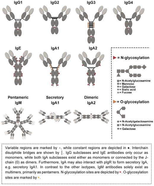 Antibody Isotypes for Tumor Immunotherapy | Transfusion Medicine and ...