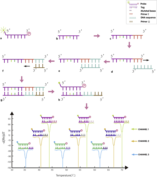 Rapid Identification of Seven Common ABO Alleles by Two-Dimensional ...