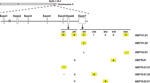 Rapid Identification of Seven Common ABO Alleles by Two-Dimensional ...