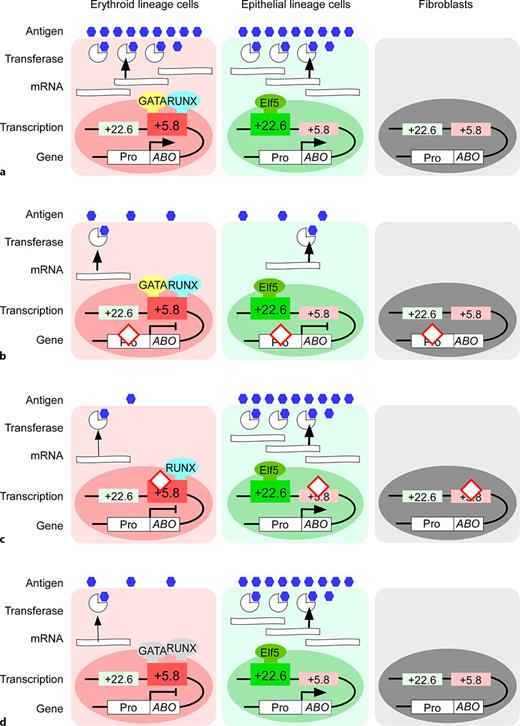 Review of ABO Expression and Variations based on Transcriptional ...