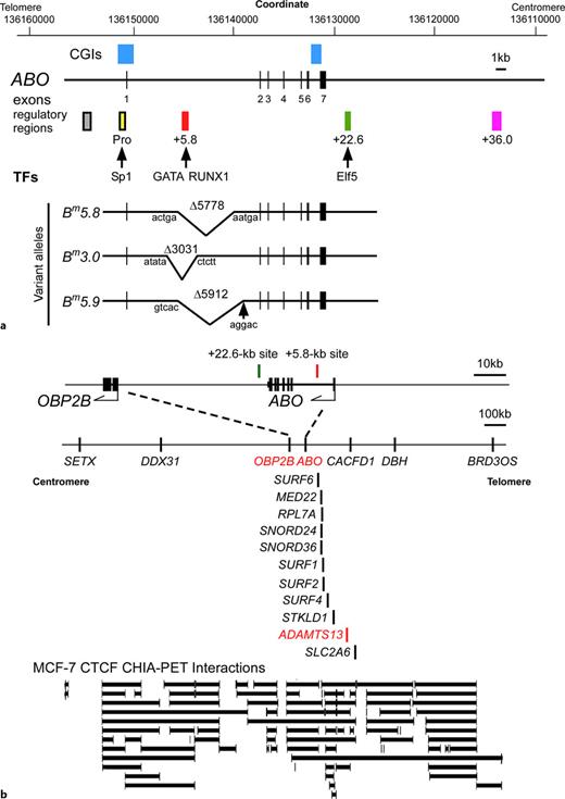 Review of ABO Expression and Variations based on Transcriptional ...