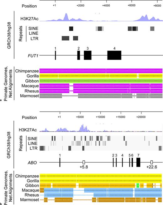 Review of ABO Expression and Variations based on Transcriptional ...