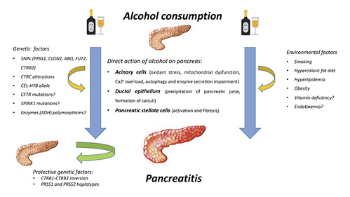 What Do We Currently Know about the Pathophysiology of Alcoholic ...