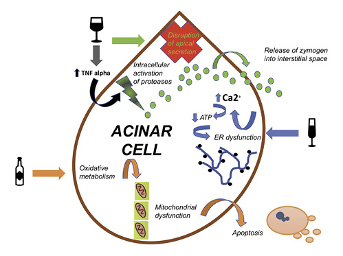 What Do We Currently Know about the Pathophysiology of Alcoholic ...