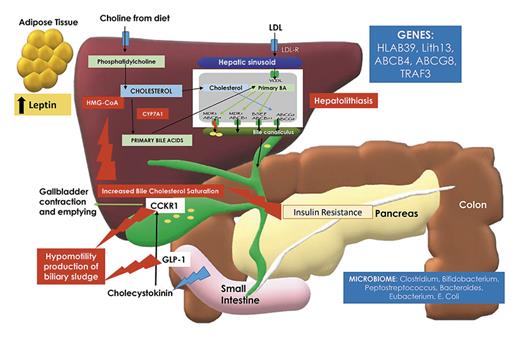 Obesity and Gallstones | Visceral Medicine | Karger Publishers
