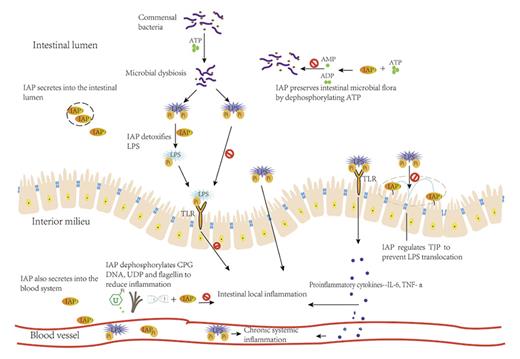 Targeting the Intestinal Barrier to Prevent Gut-Derived Inflammation ...