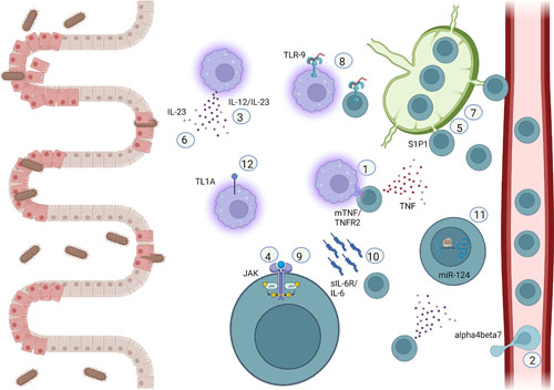 Current and Emerging Targeted Therapies for Ulcerative Colitis ...