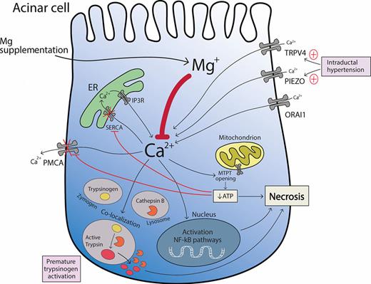 The Role of Magnesium in Acute Pancreatitis and Pancreatic Injury: A ...